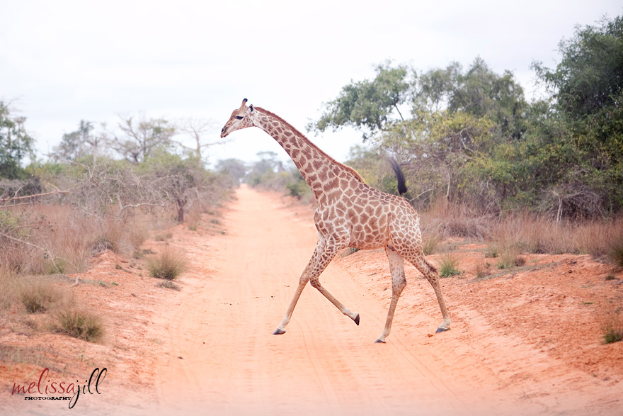 Luanda, Angola & a safari! - Huntsville, Phoenix, Scottsdale, Nashville ...